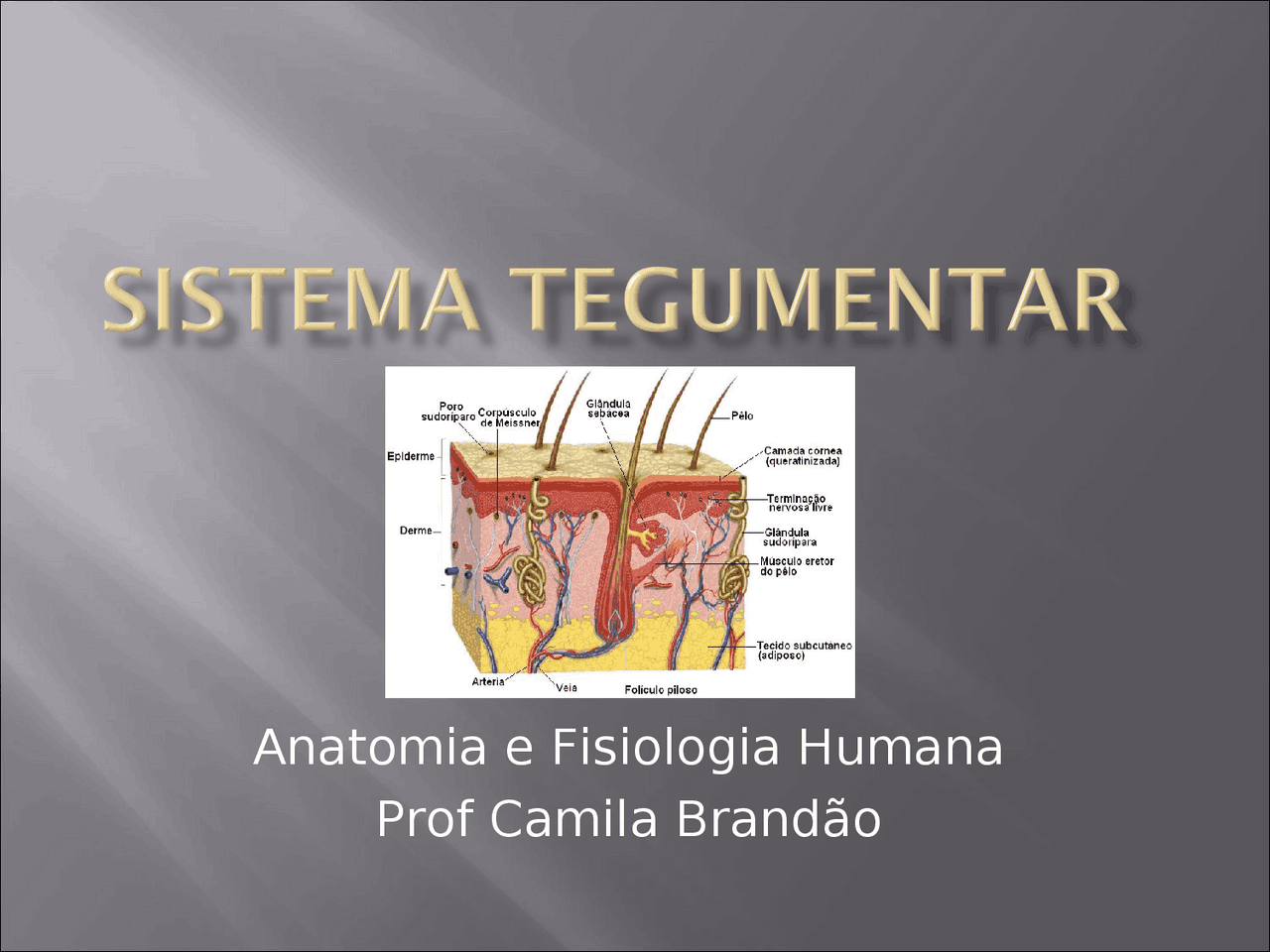 Sistema tegumetar em anatomia e fisiologia - Docsity