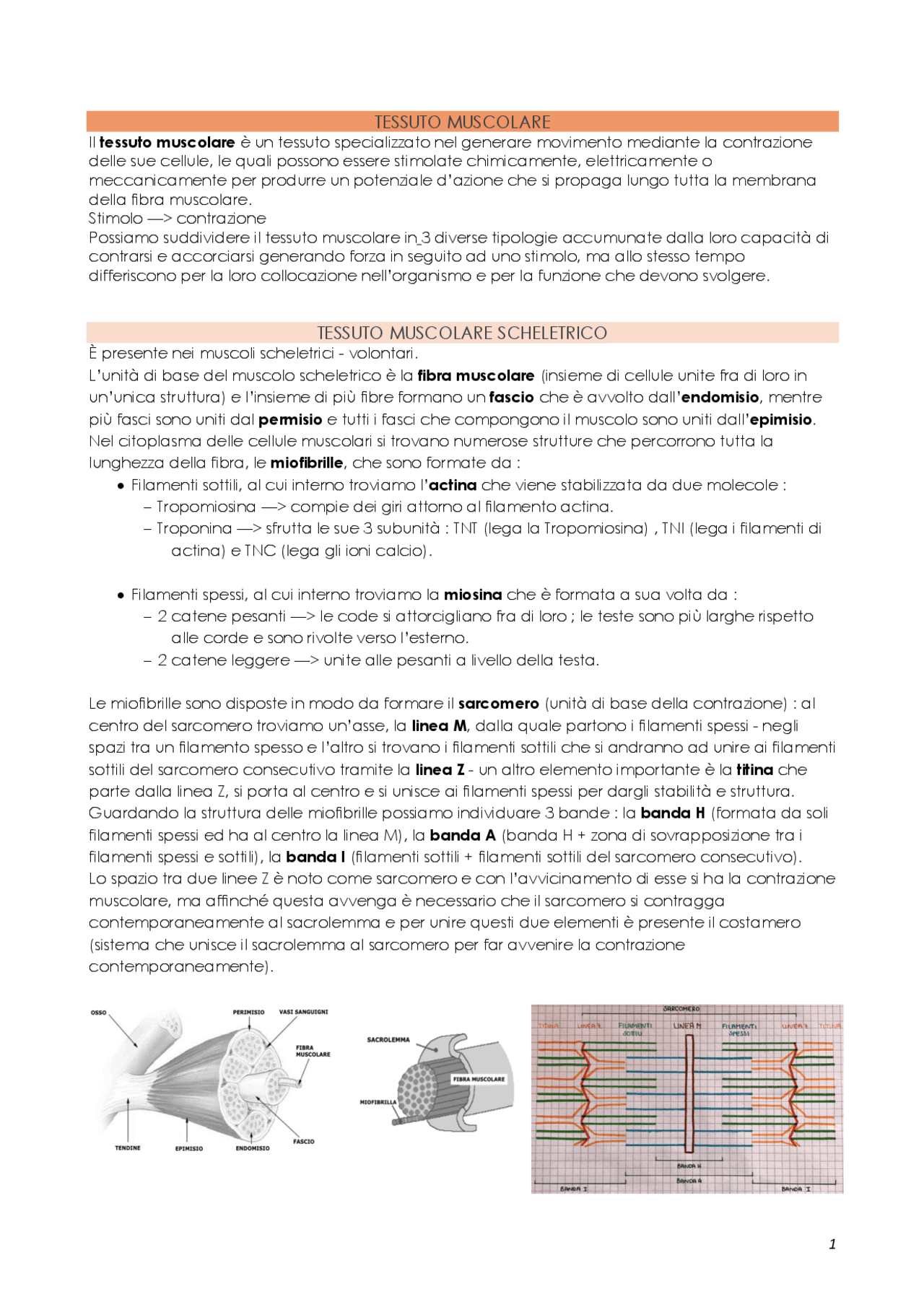 Composizione corporea e ottimizzazione del gesto atletico - Docsity