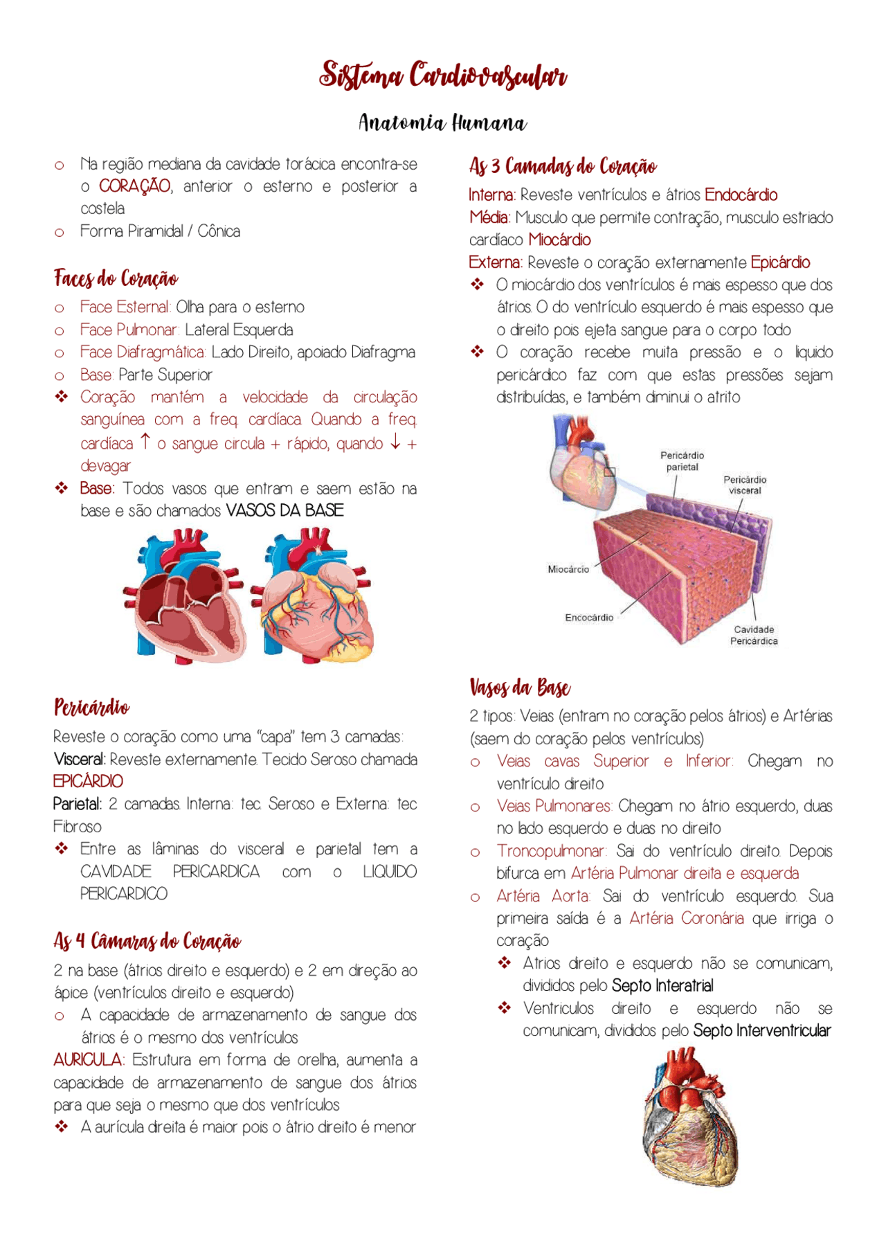 Anatomia Do Sistema Cardiovascular Resúmenes Anatomía Docsity