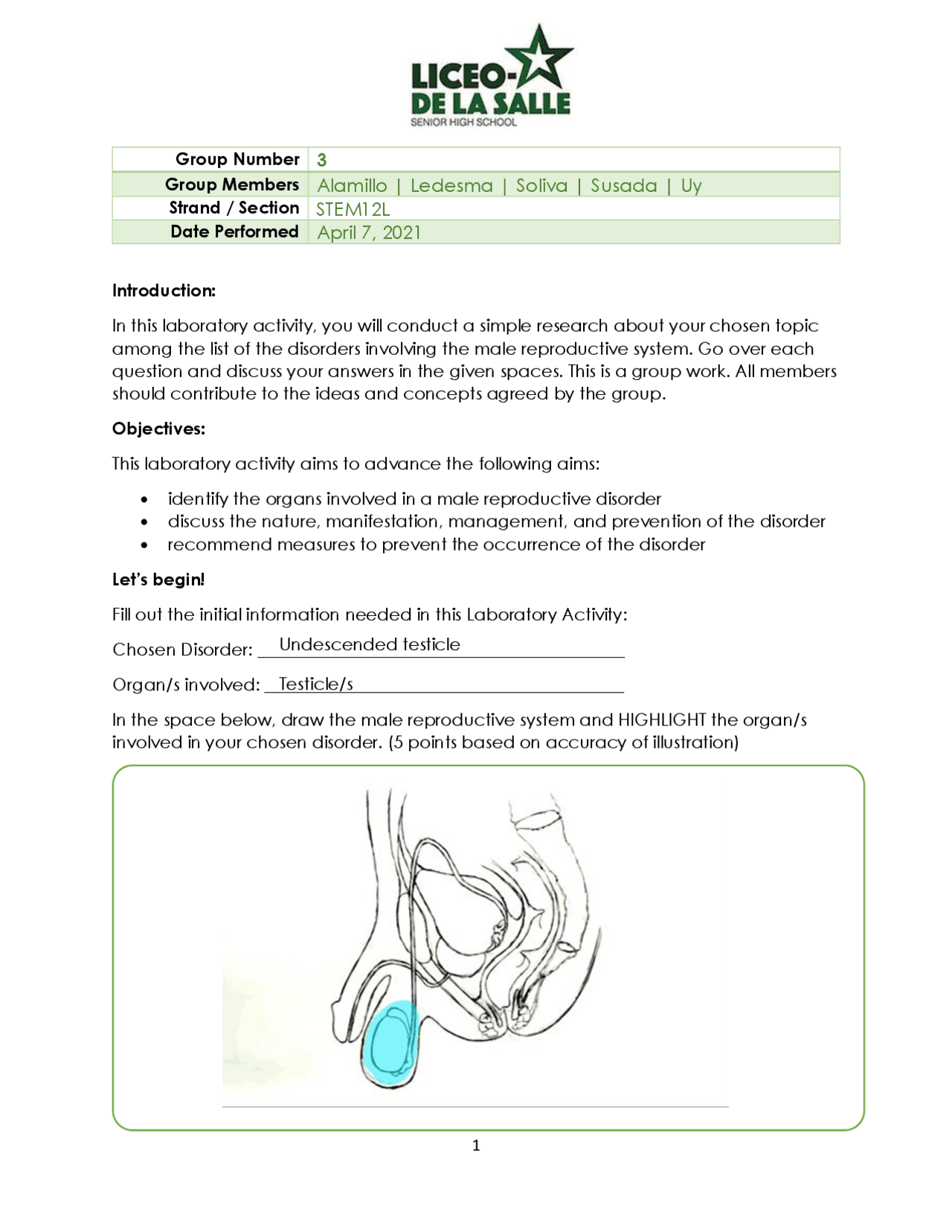 Laboratory Activity Male Reproductive System - Docsity