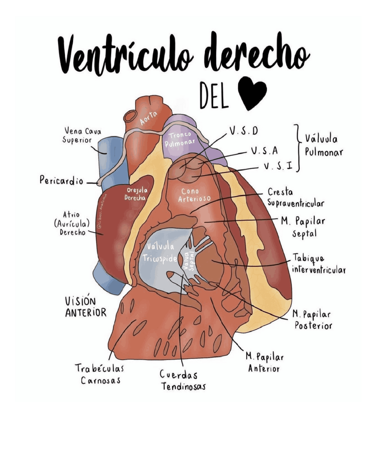 Esquema del corazon. | Esquemas y mapas conceptuales de Anatomía - Docsity