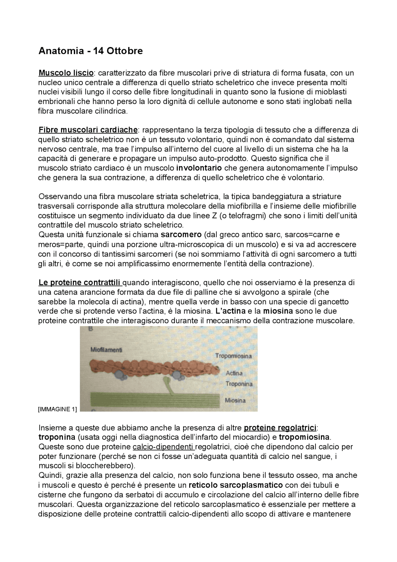Anatomia Tessuto Muscolare Docsity