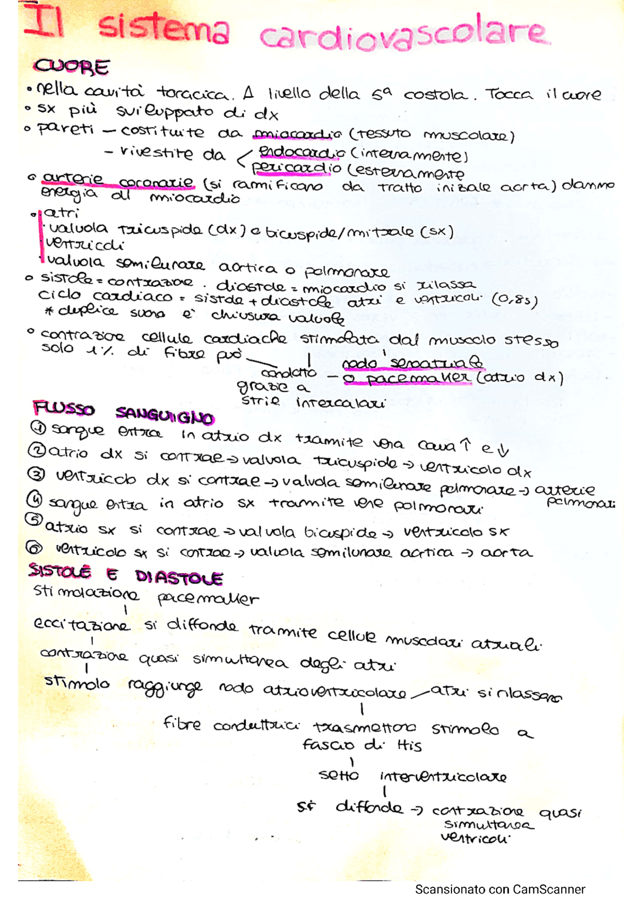 Sistema Cardiocircolatorio Docsity