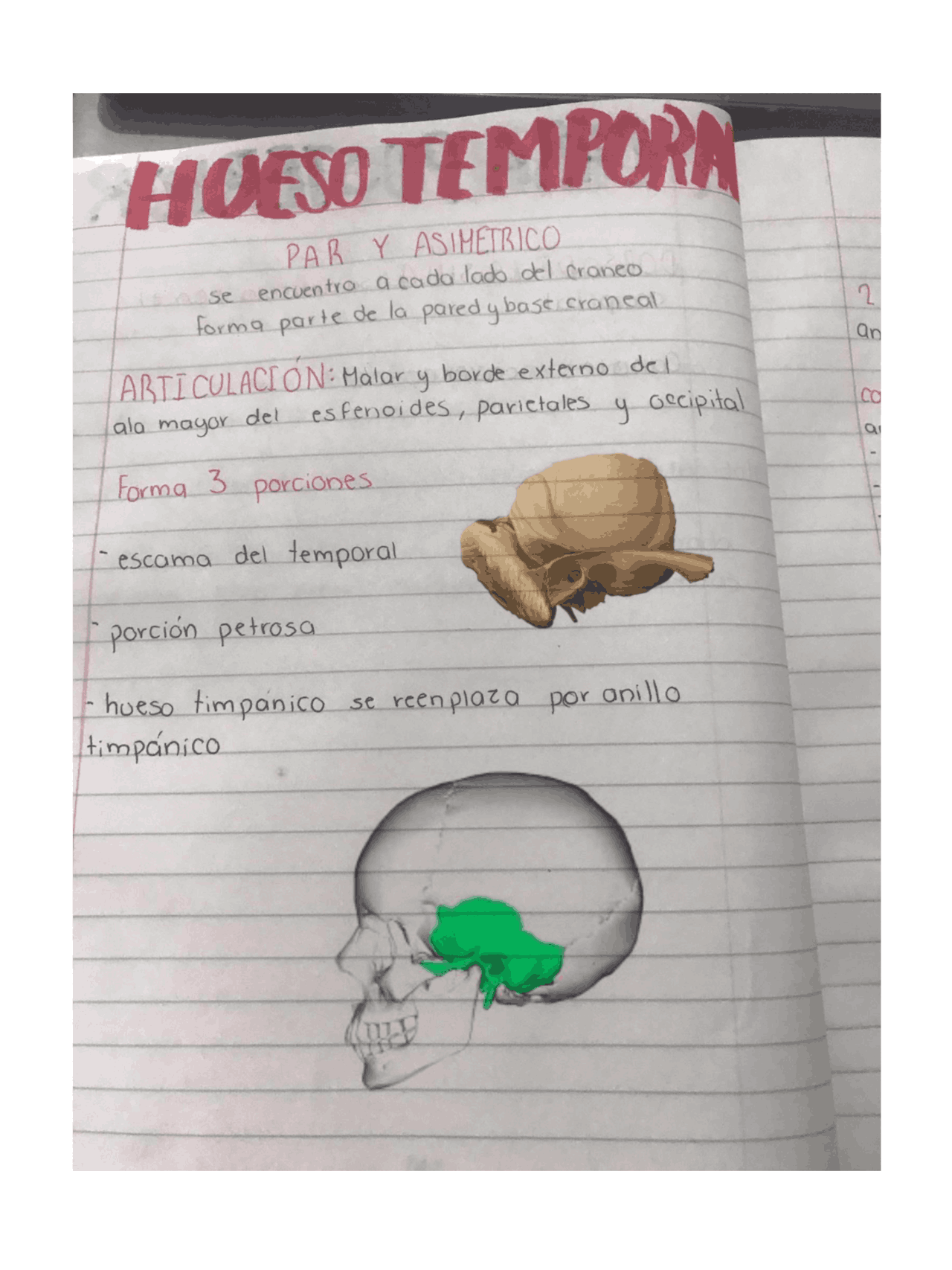 Hueso Frontal Apuntes Docsity