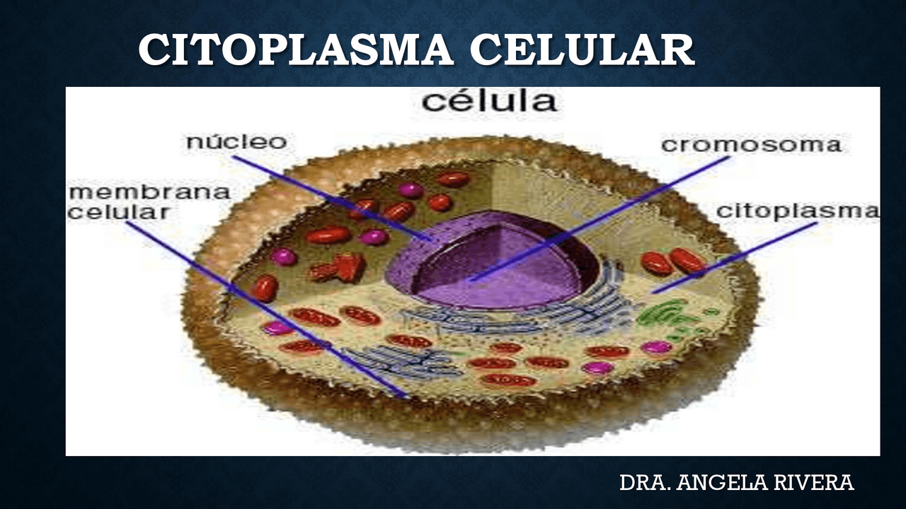 Sitoplasma de las células | Summaries Anatomy | Docsity