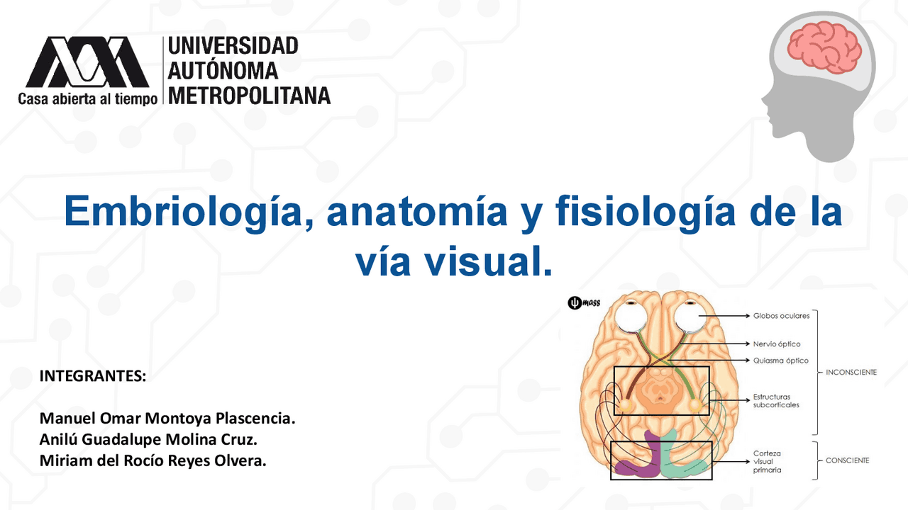 Diapositivas De Vía Visual Resúmenes De Oftalmología Docsity