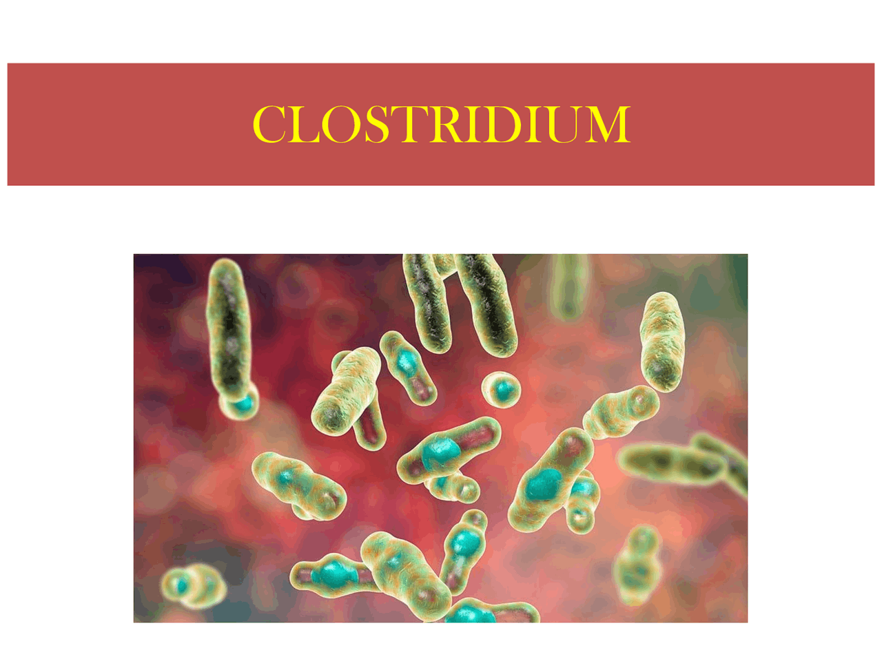 Clostridium Docsity
