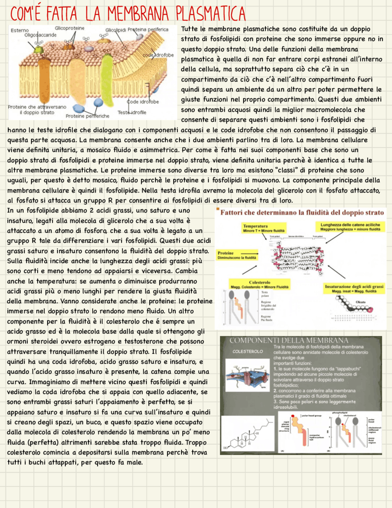 La Membrana Plasmatica E Le Funzioni Delle Proteine Di Membrana Docsity
