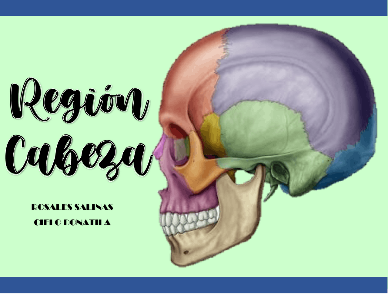 Anatomía De Las Regiones De La Cabeza Regiones Corporales Resumen