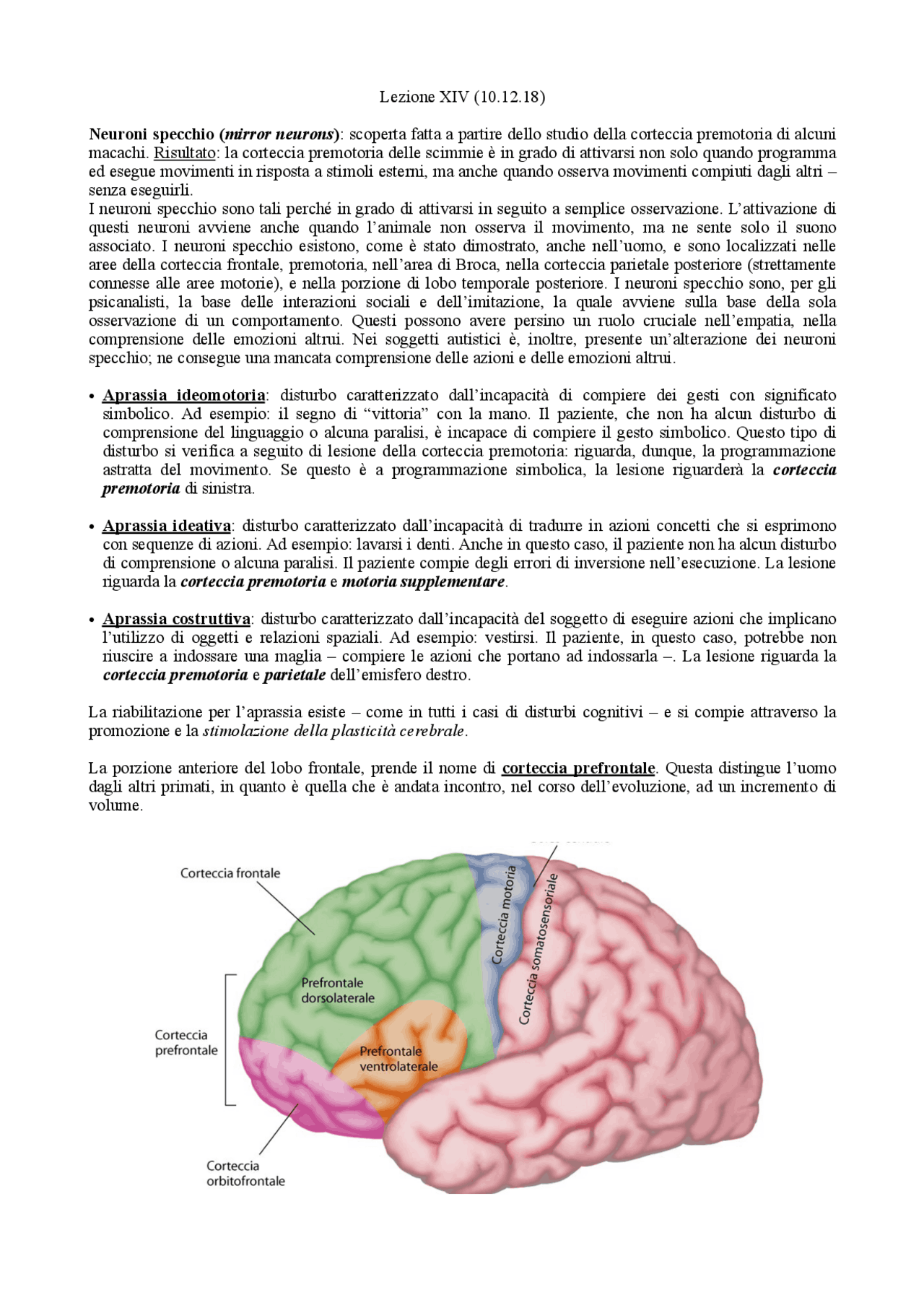 Appunti sulla corteccia prefrontale | Sintesi del corso di Psicologia ...