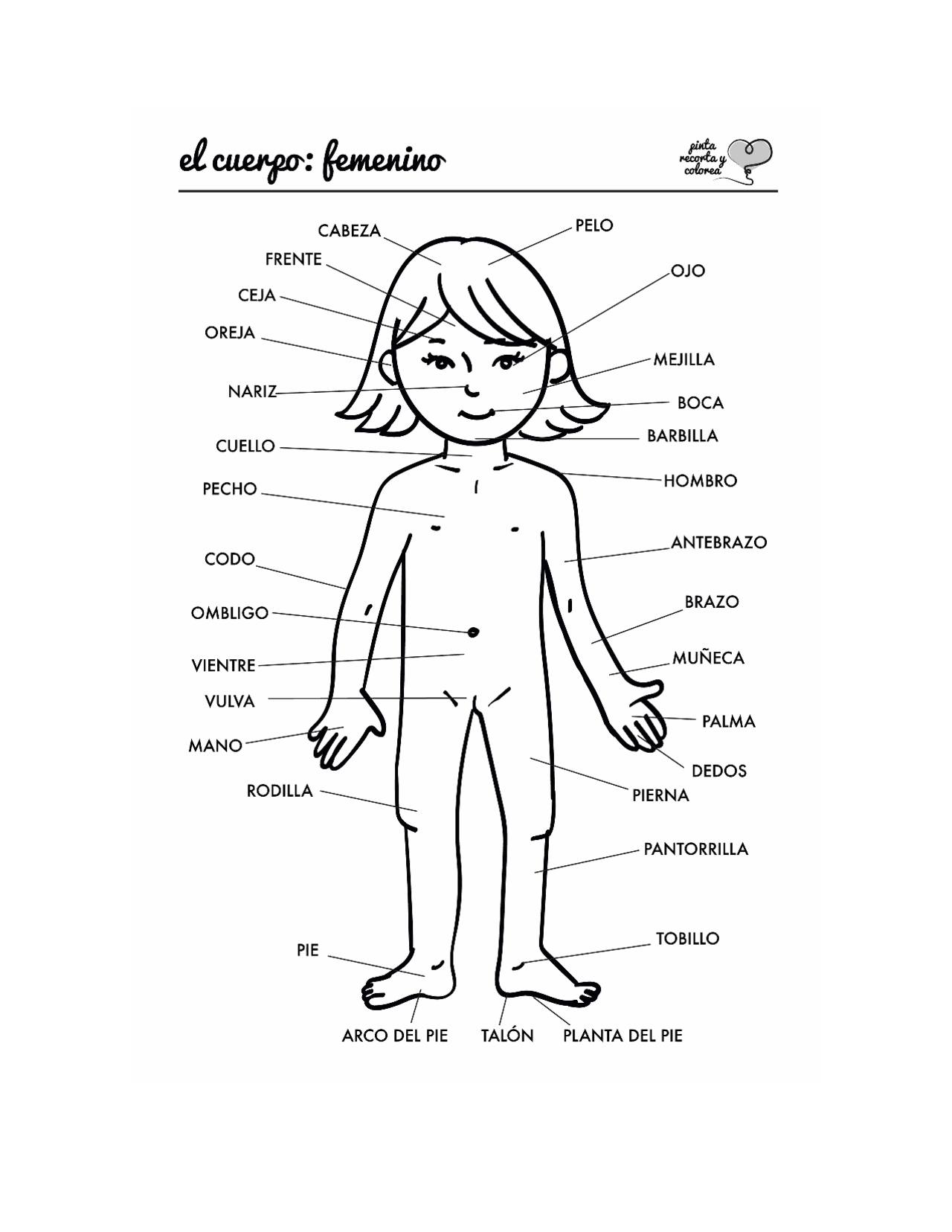 Partes Del Cuerpo Humano Apuntes De Anatomía Aplicada Docsity