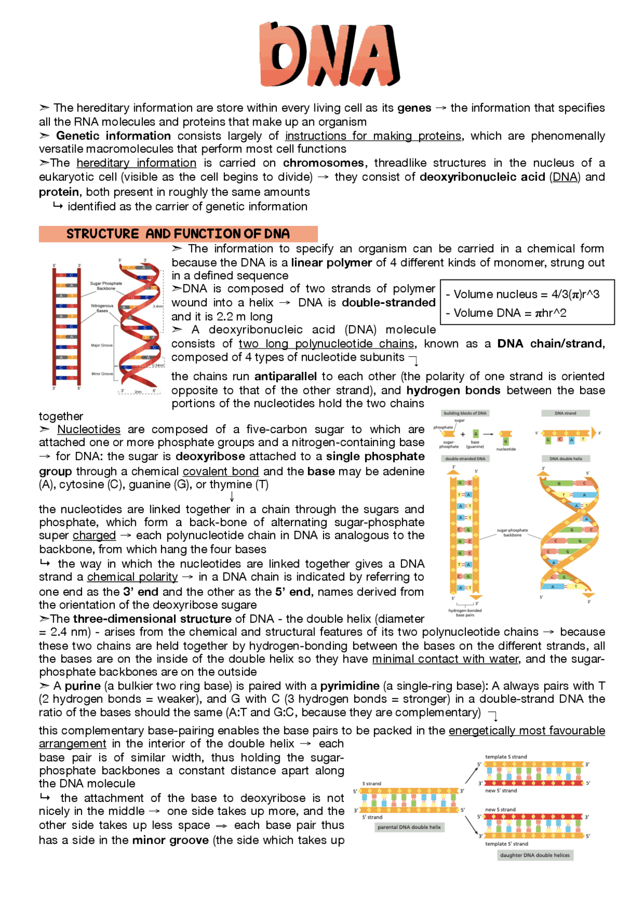 Mammalian Cell Biology Ch4-5 - the DNA - Docsity
