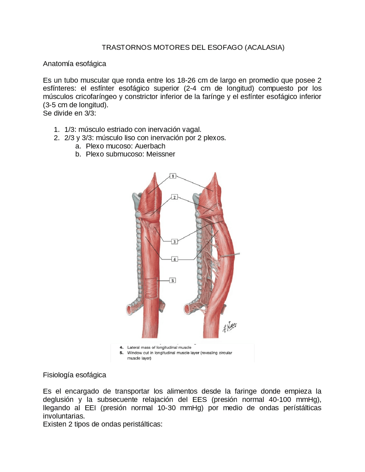 Anatoma Y Fisiologa Del Esofago Trastornos Mmotores Anatomía Y