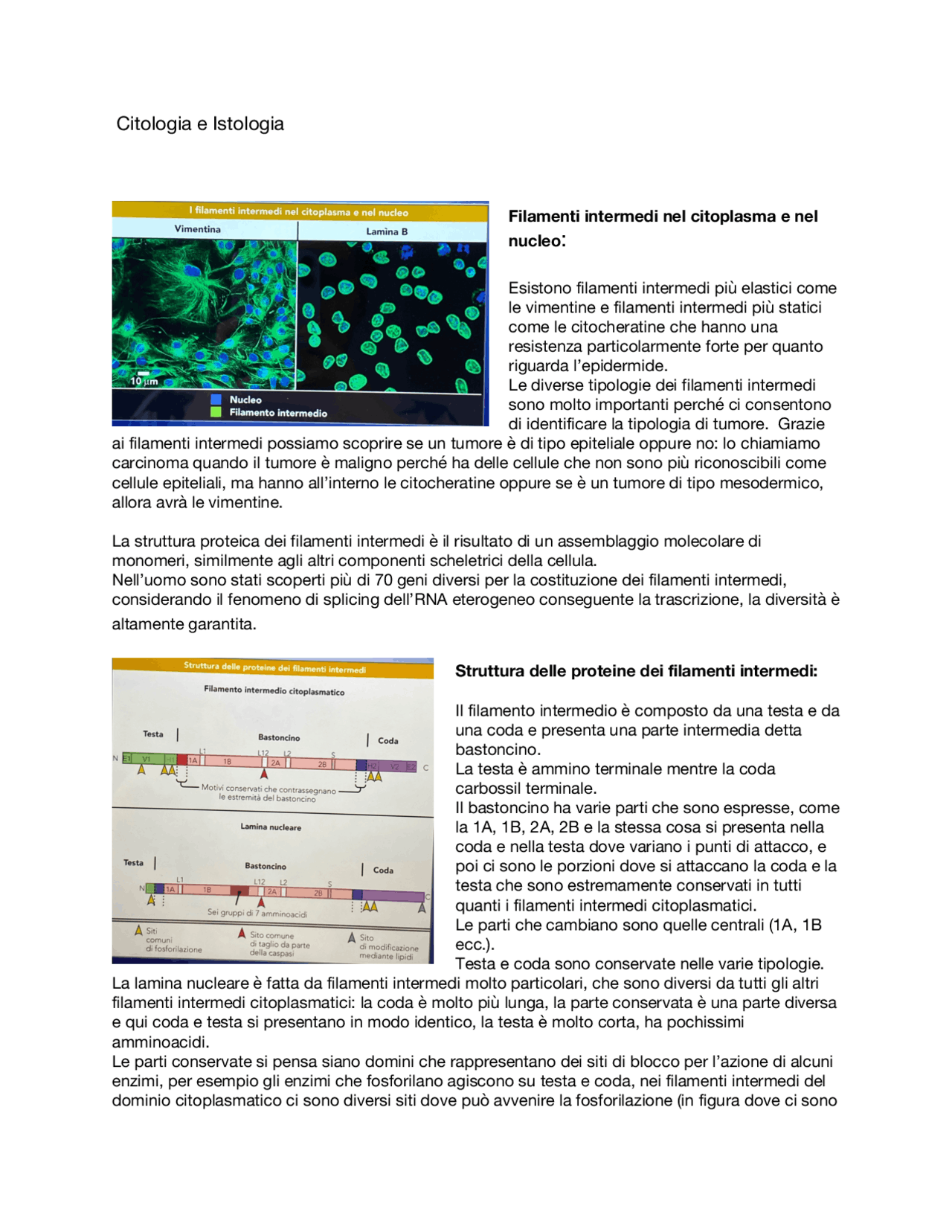 Filamenti intermedi, lamine nucleari - Docsity