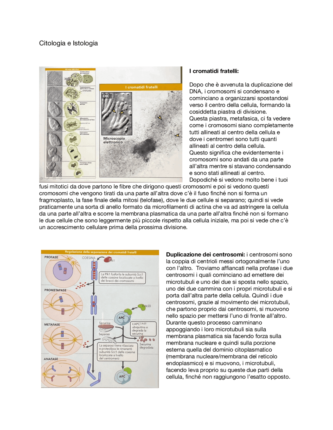 Duplicazione Del Dna Sbobinature Di Citologia Docsity