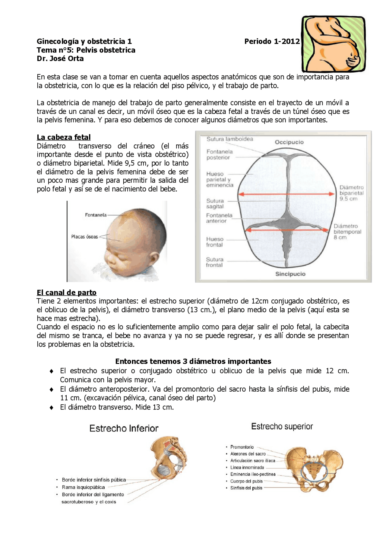 Pelvis obstetrica materna - Docsity