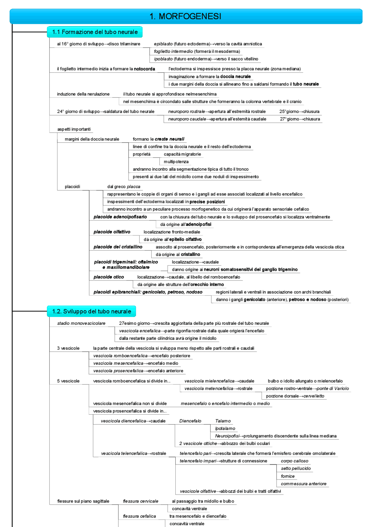 Schemissimi Di Neuroanatomia Prof De Caro Schemi E Mappe Concettuali