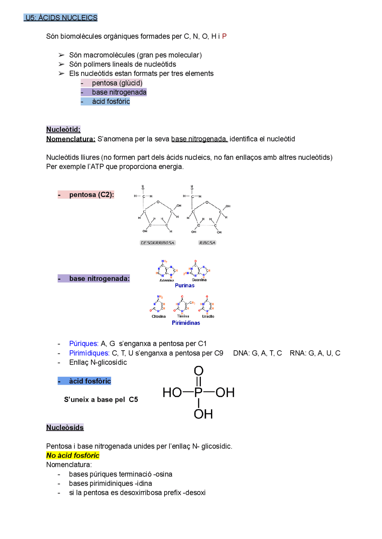 Àcids Nucleics 1r De Batxillerat Docsity