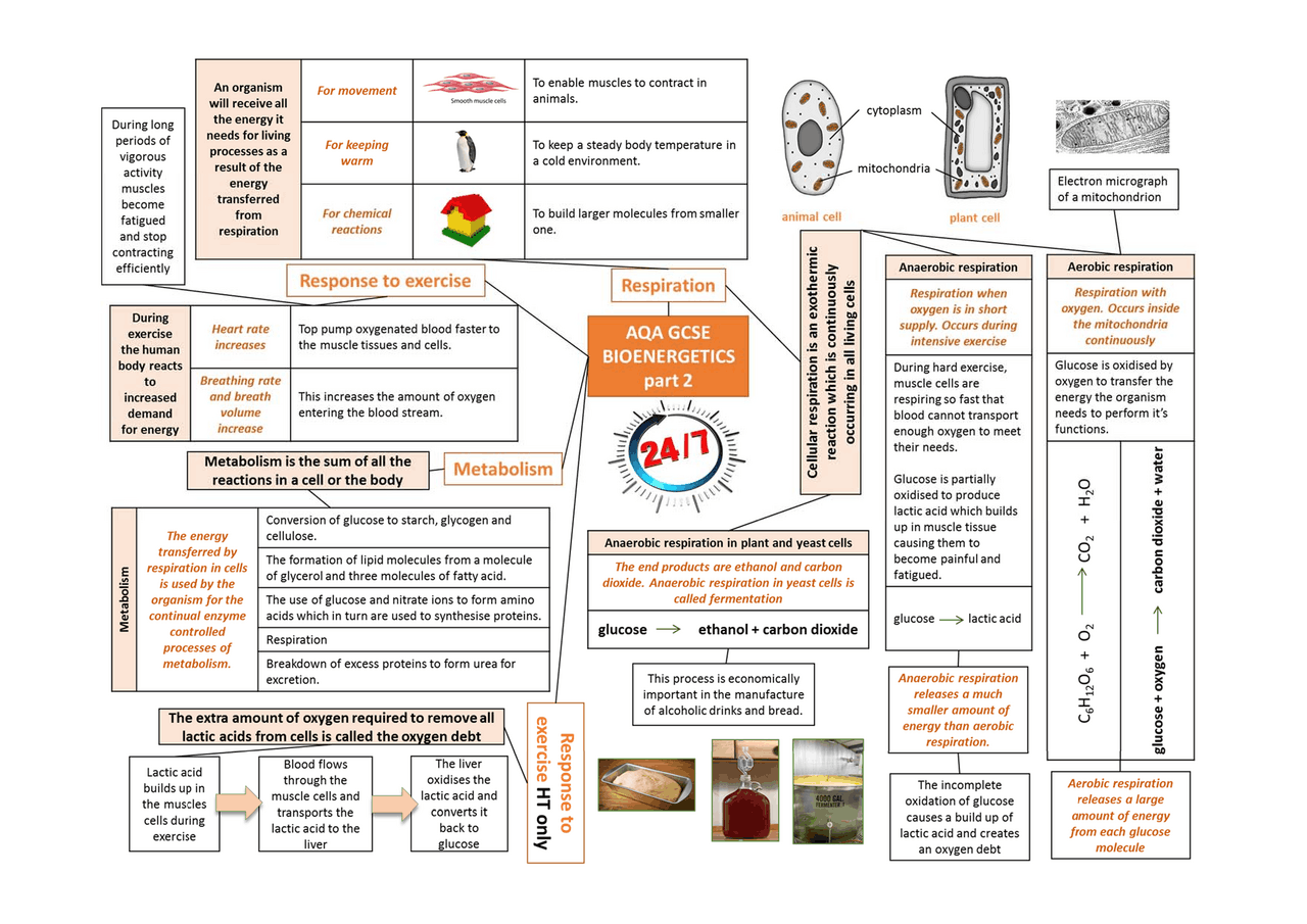 Biology_Bioenergetics_Knowledge 2 - Docsity