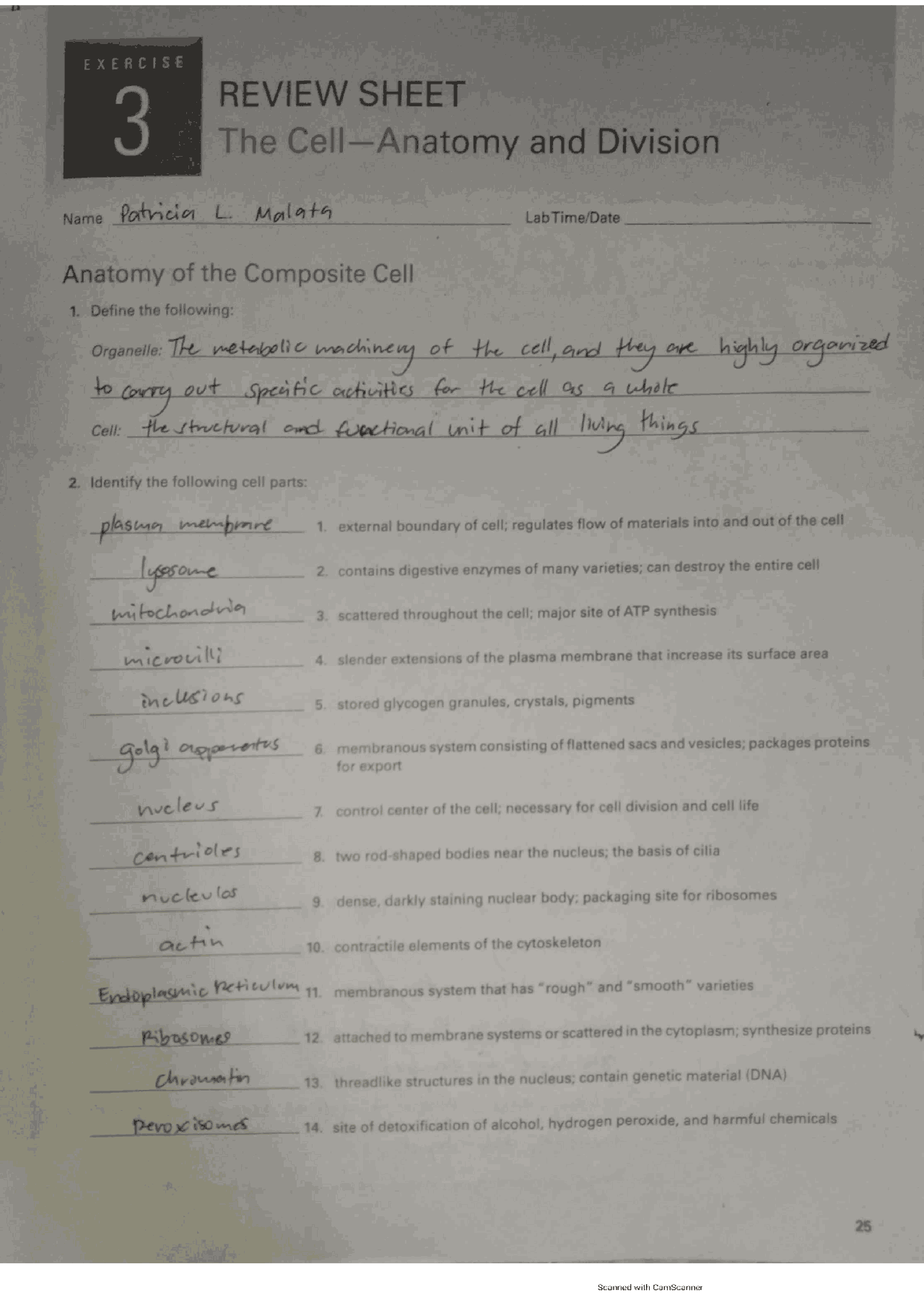 Cell Anatomy And Division Exercises Anatomy Docsity