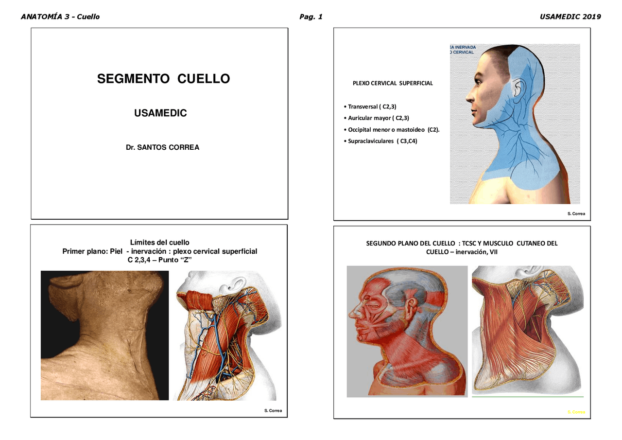 Resumen de Anatomía del Cuello - Docsity