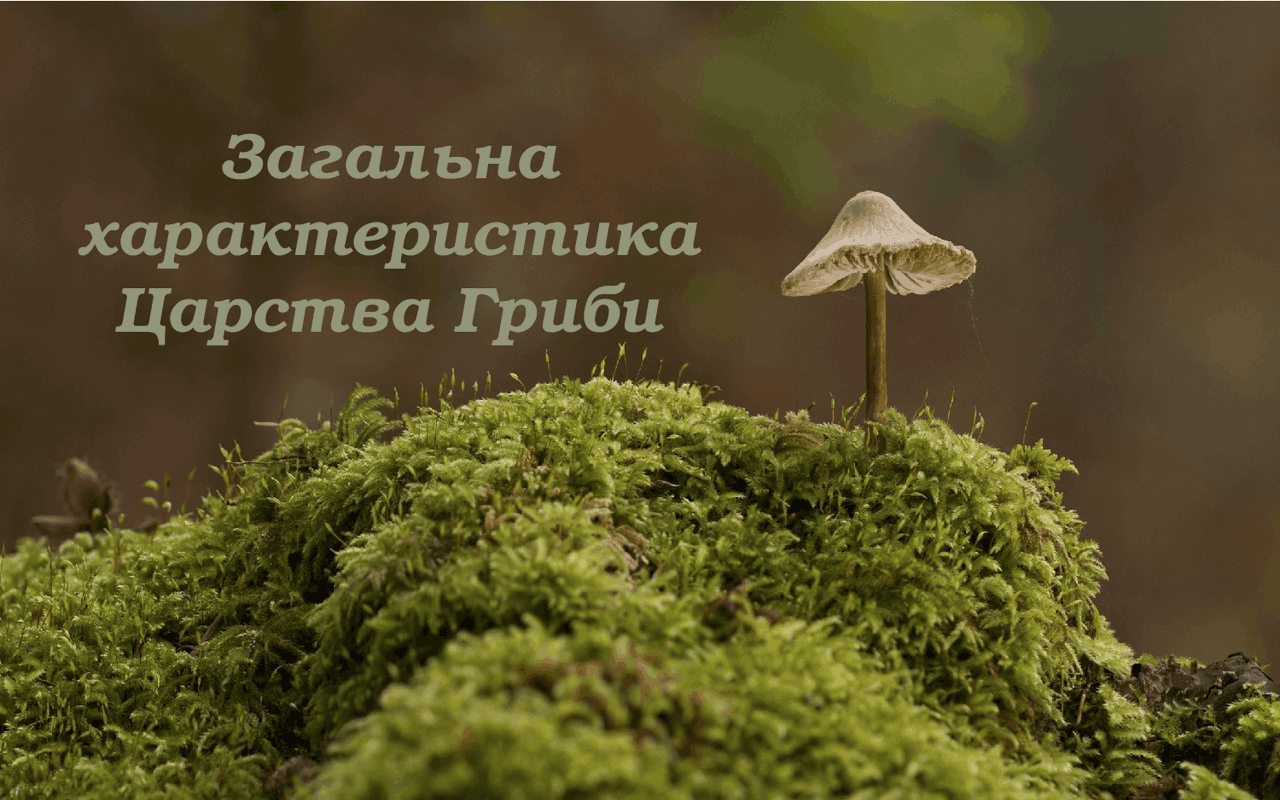 Грибы и их размножение Docsity
