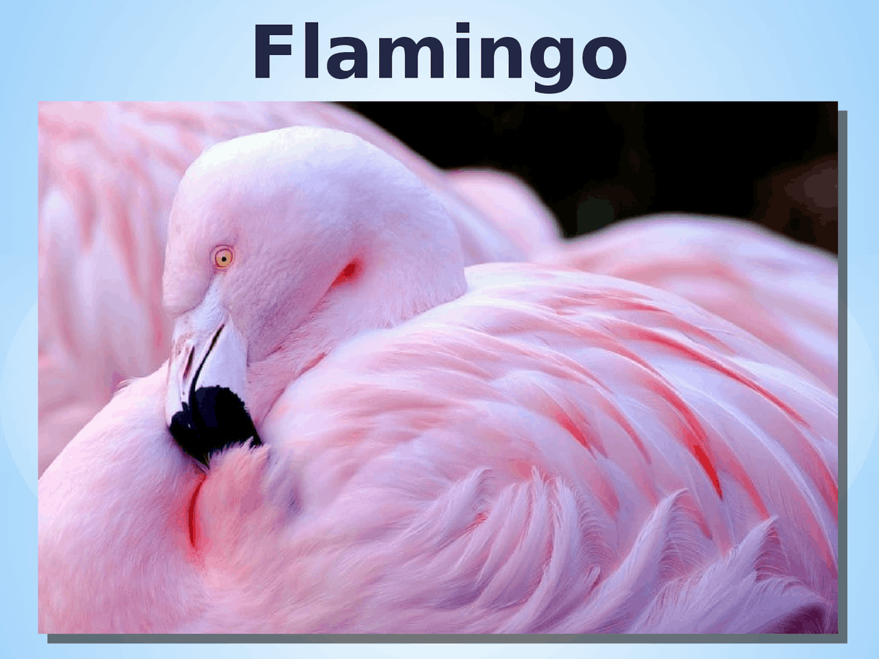 Presentation about Flamingo - Docsity