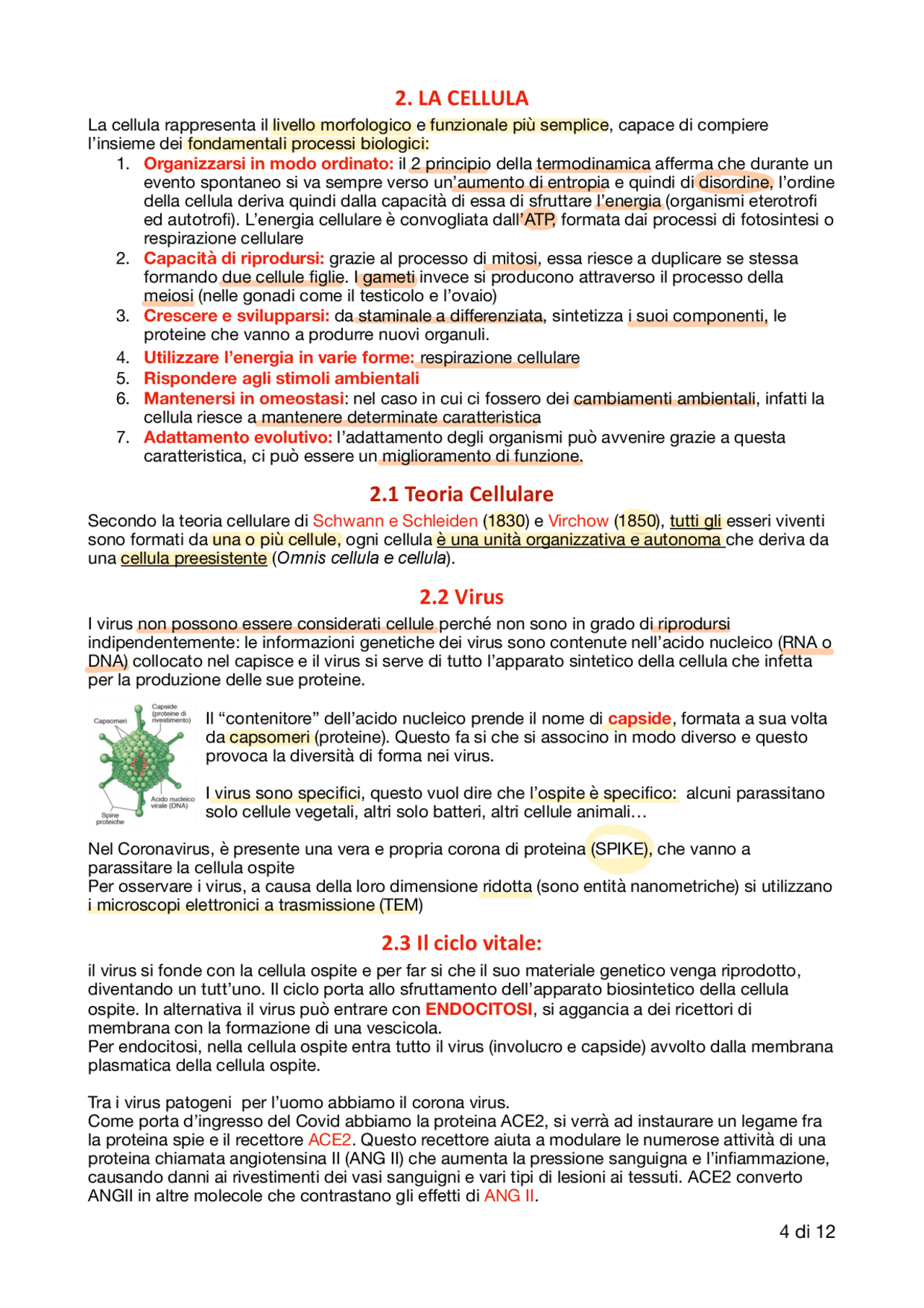 Cellula Eucariote E Procuriate Docsity