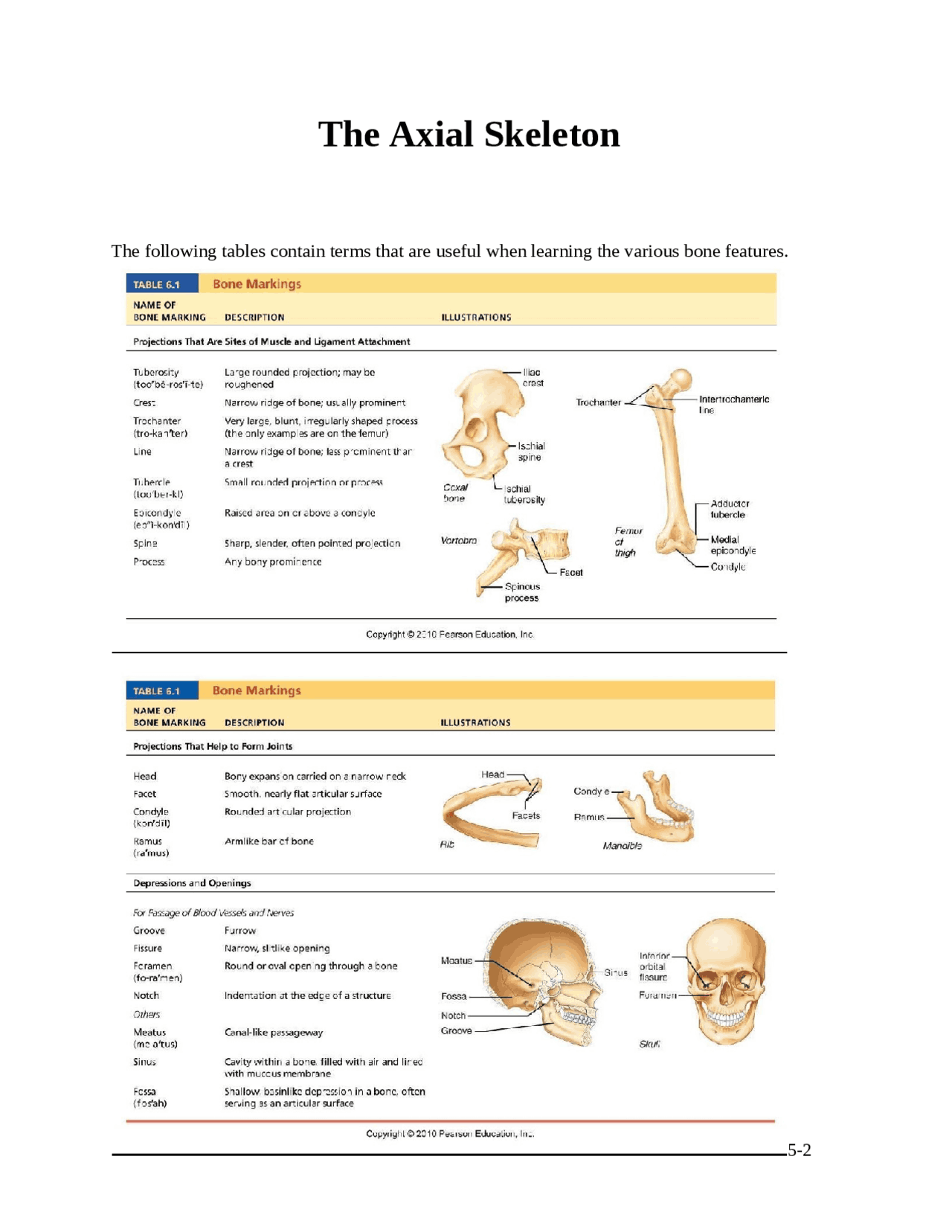 The Axial Skeleton Labeled With Functions And Descriptions Docsity