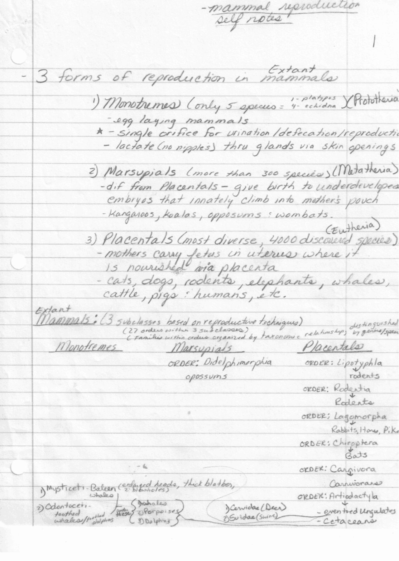 Notes For Mammal Reproduction Docsity