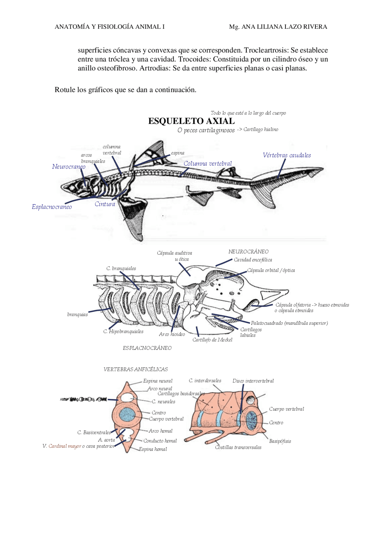 PRÁCTICA 4: Esqueleto axial - Anatomía y Fisiología Animal I - Docsity