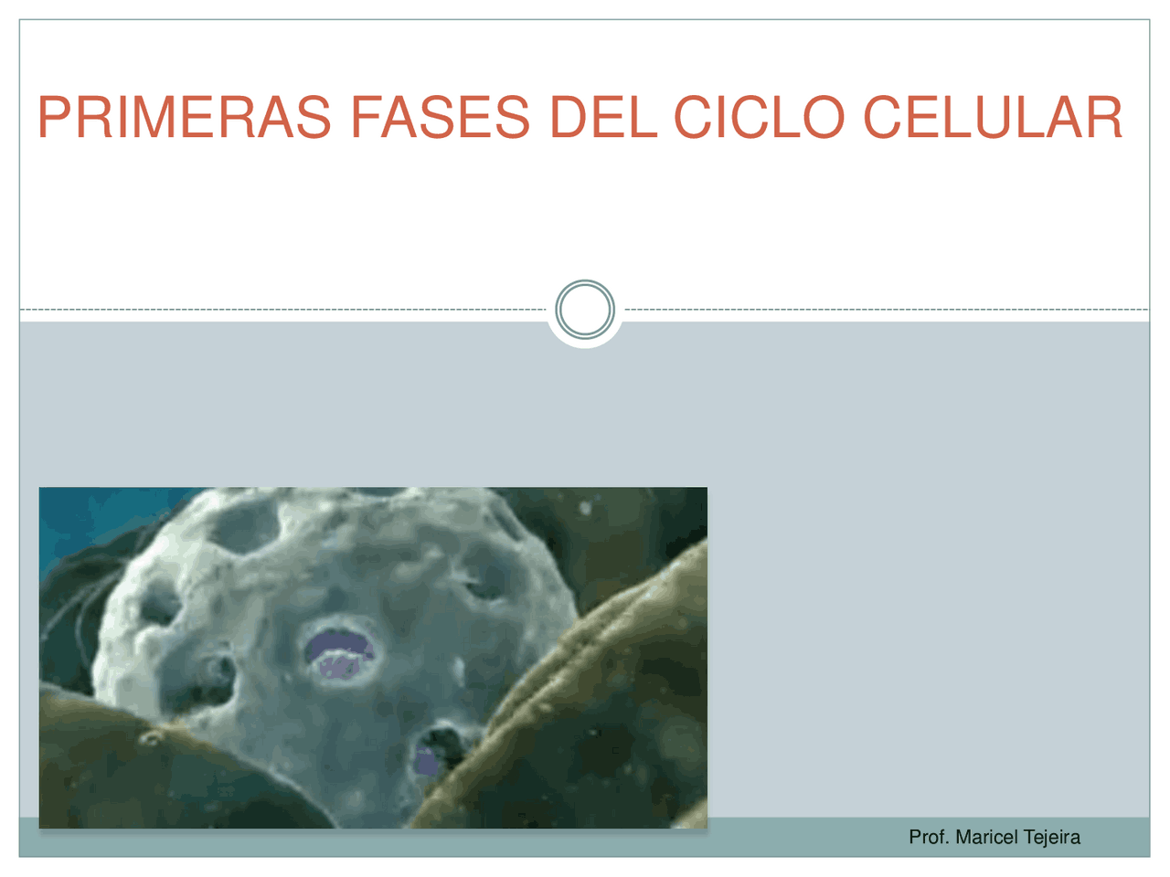 Ciclo Celular Y Reproducción Docsity