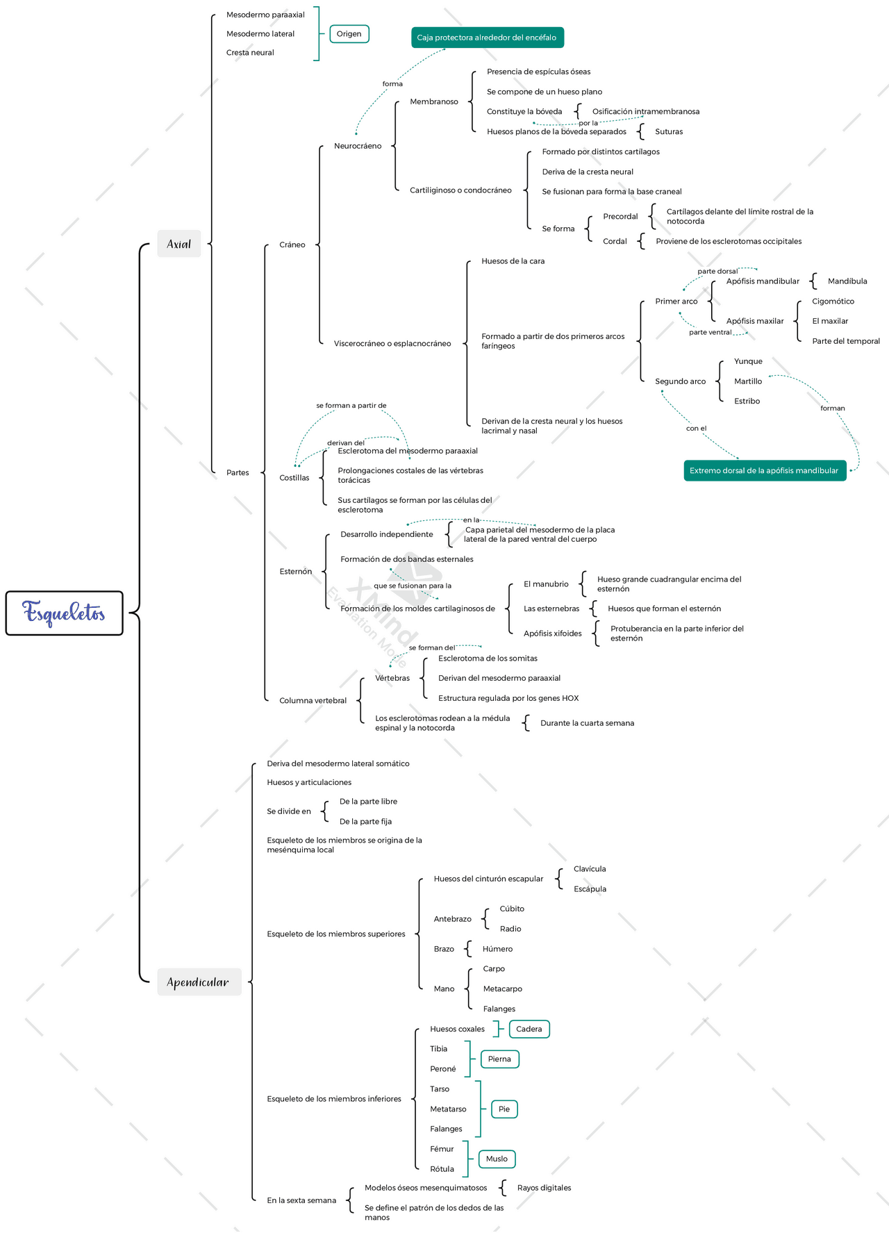 Esqueleto axial y apendicular - Docsity