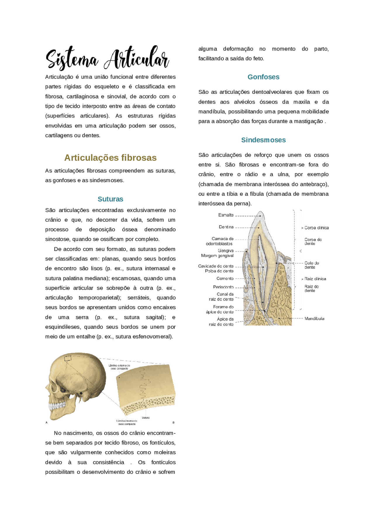 Sistema Articular Sistema Esquelético Docsity