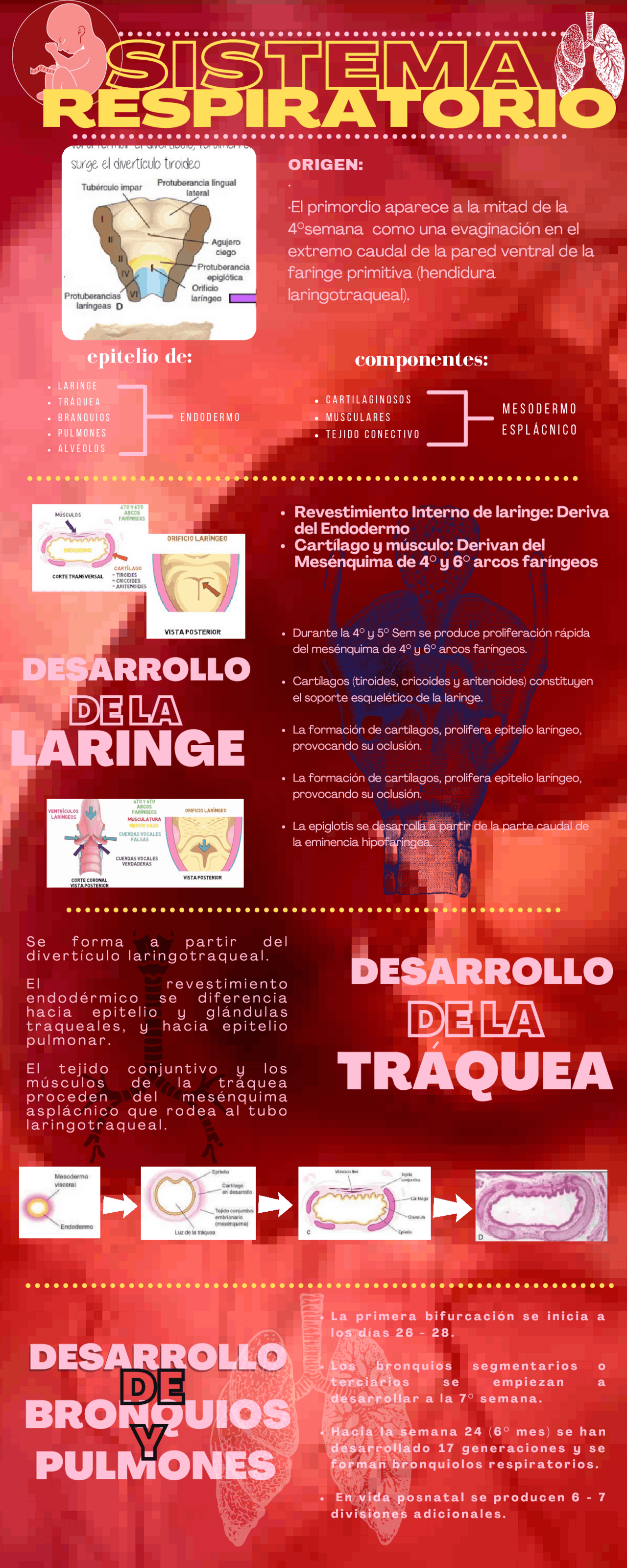 Sistema Respiratorio Embriologia Docsity