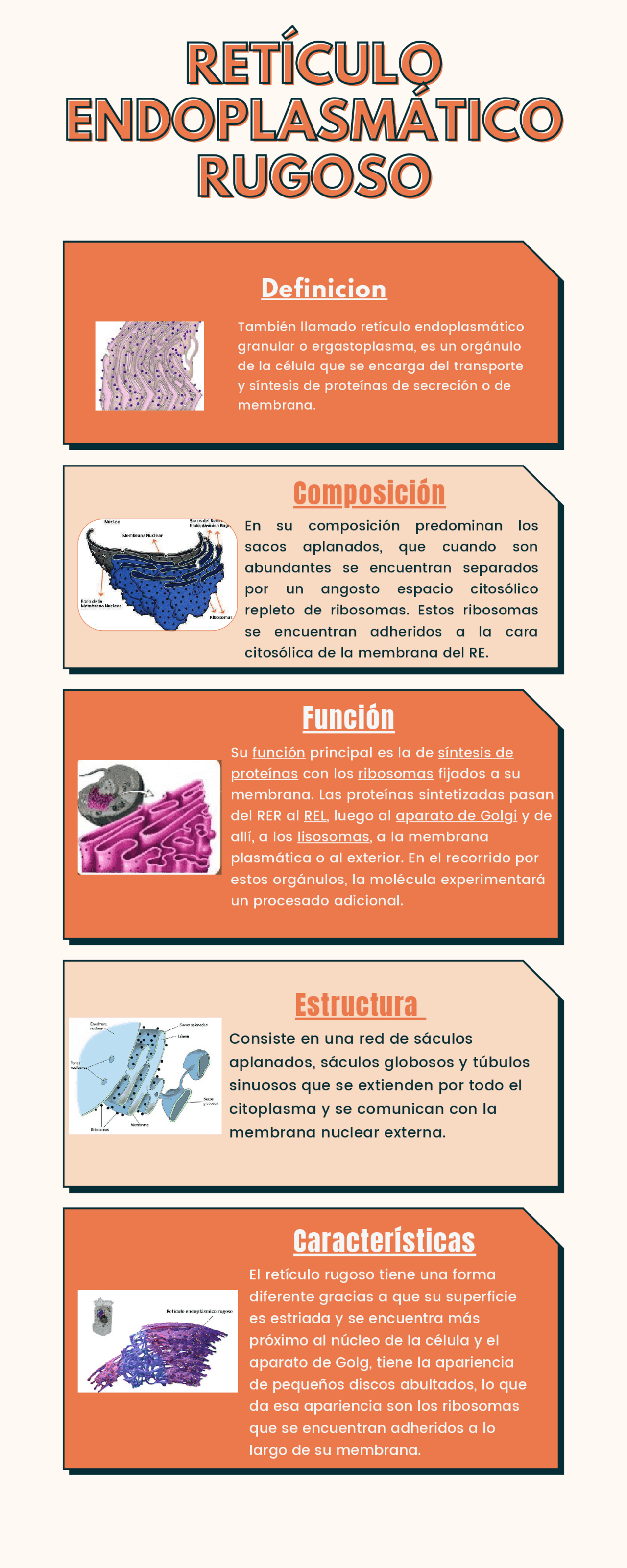 Reticulo endoplasmatico rugoso - Docsity