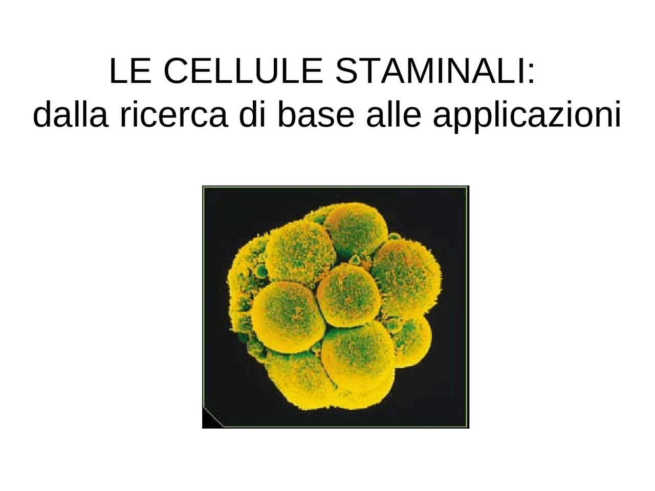 Le Cellule Staminali Slide Di Biologia Genetica Docsity