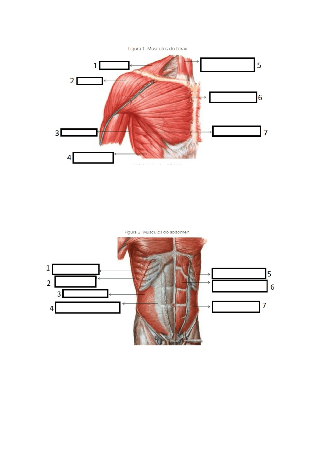 Músculos Do Corpo Humano Docsity