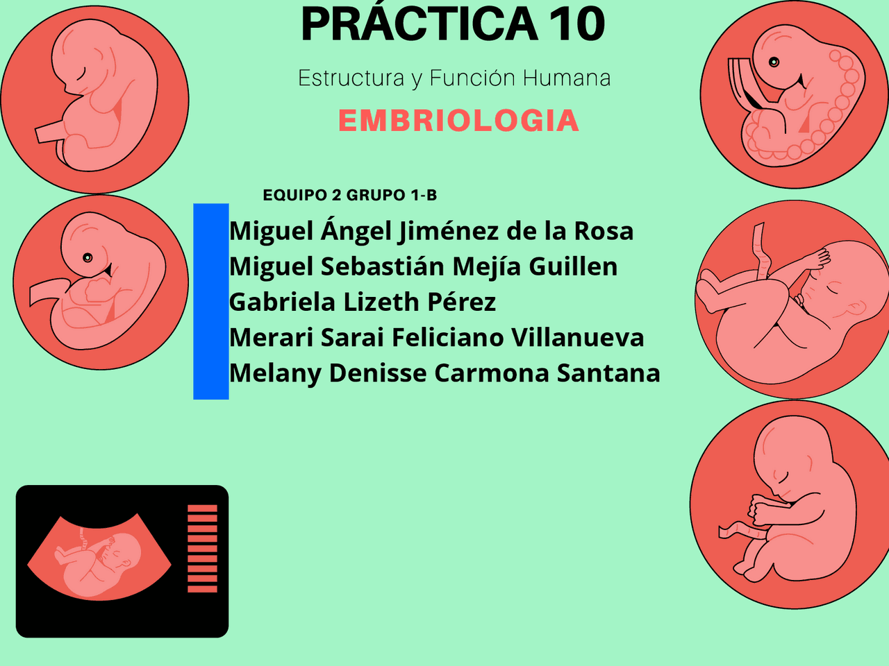 Practica 10 Embriología Docsity