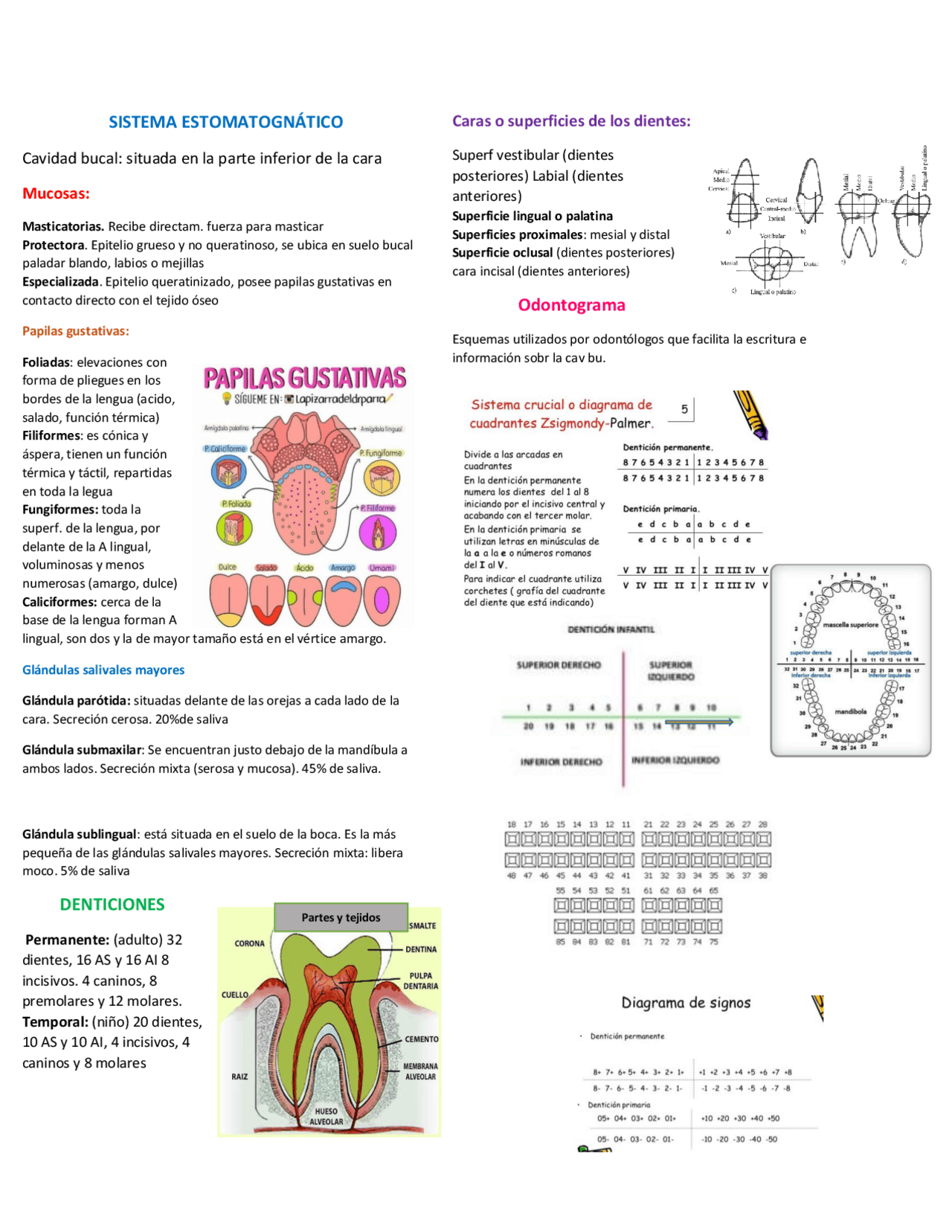 Aparato Estomatognático Docsity