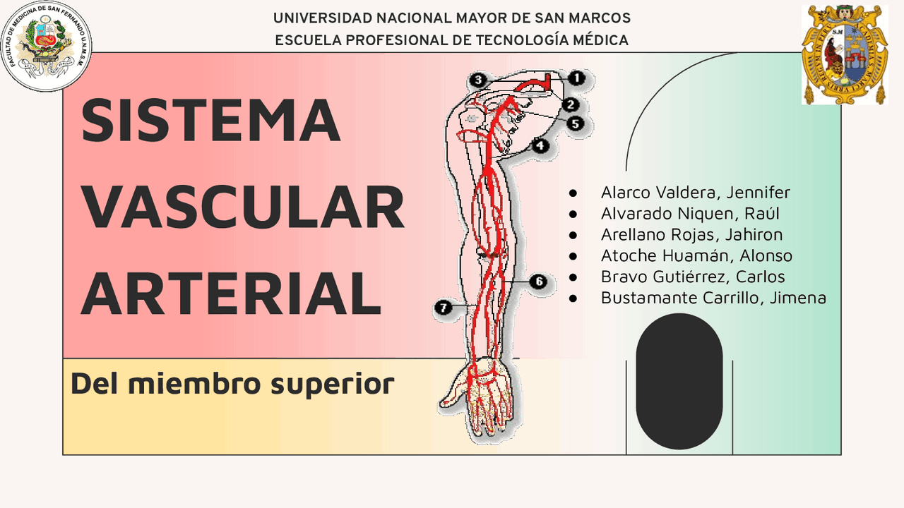 Anatomía Vascular Del Miembro Superior Vasos Sanguíneos De La Cabeza
