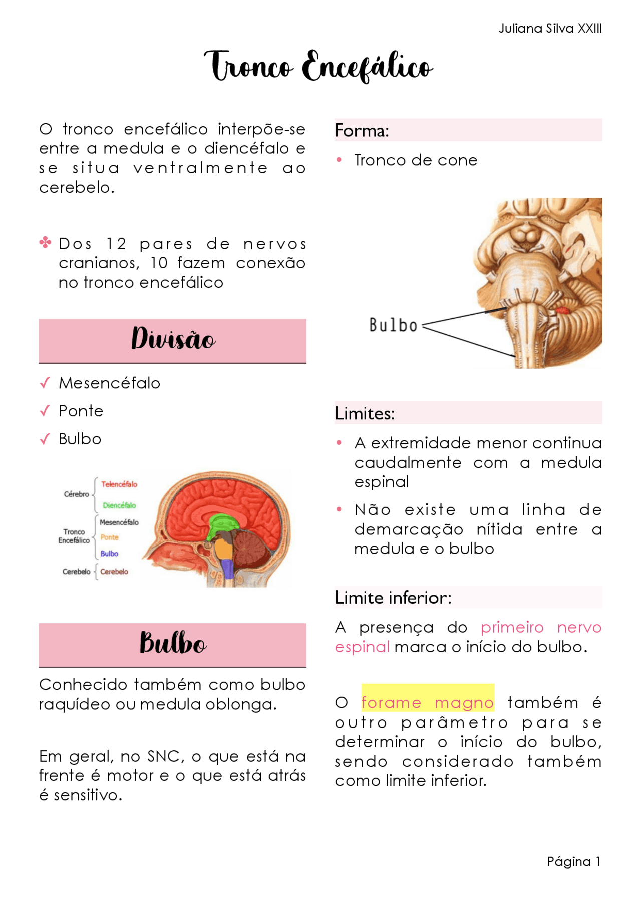 SOLUTION: Anatomia Do Tronco Encefálico Studypool, 44% OFF