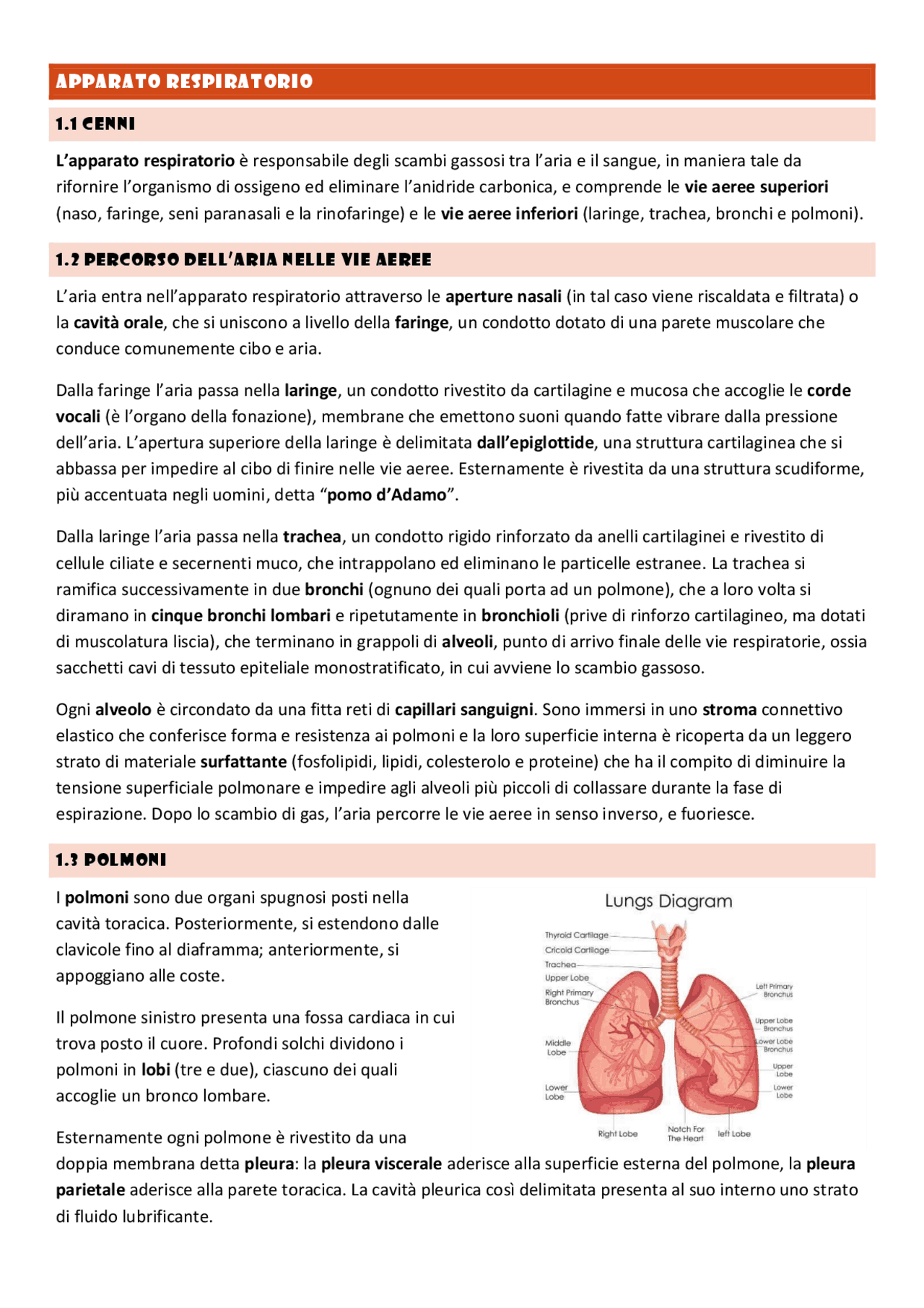 Appunti Apparato Respiratorio Docsity
