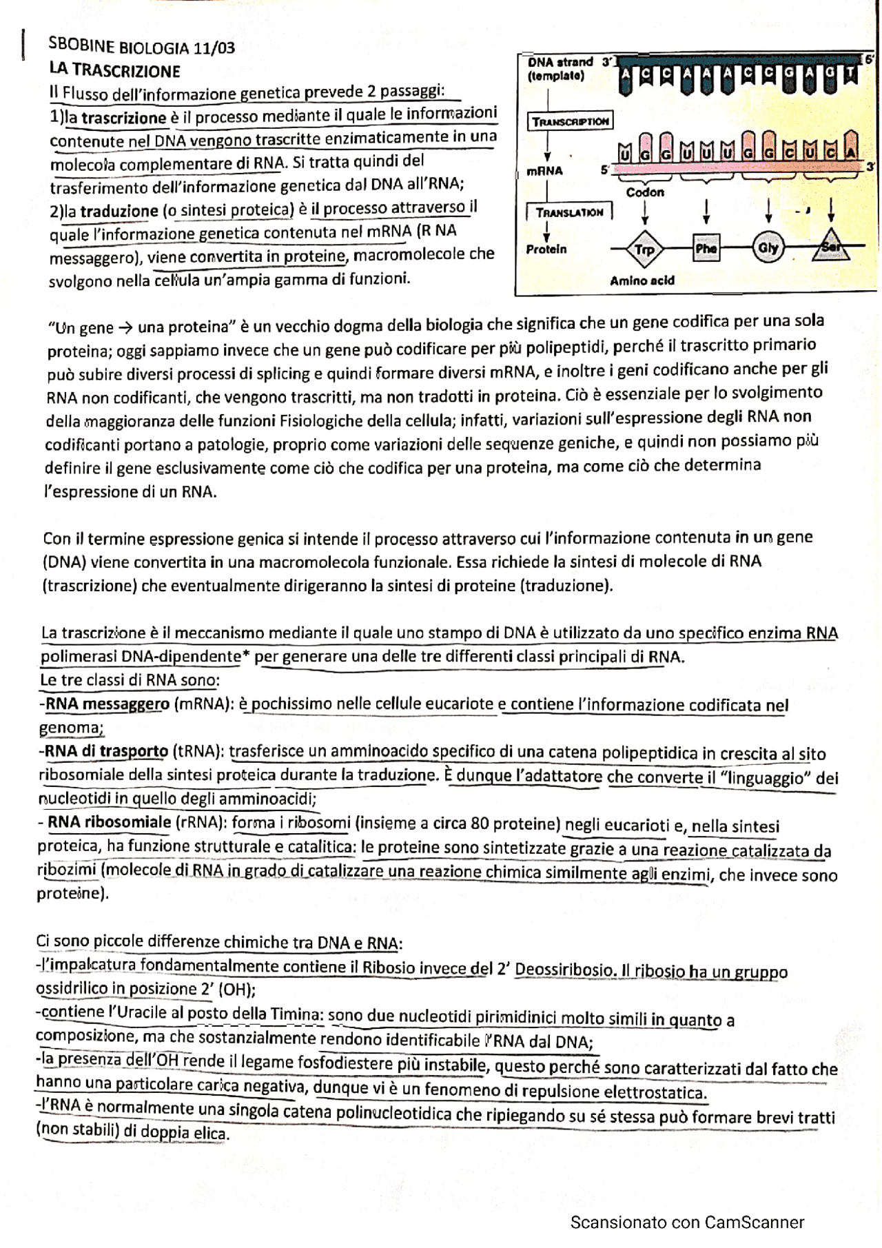 Appunti Sulla Trascrizione Del Dna Docsity