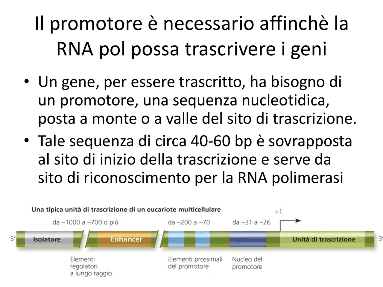 Fattori di trascrizione - Docsity