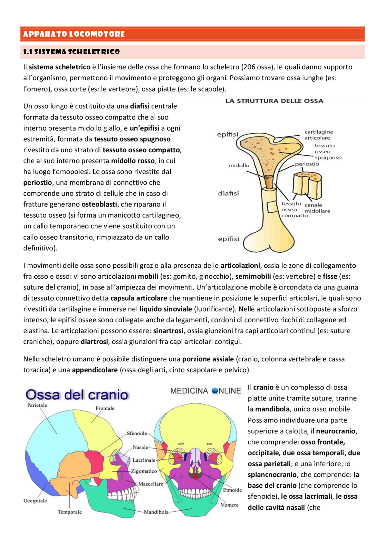 Appunti Apparato Locomotore Test Dammissione Di Anatomia Docsity