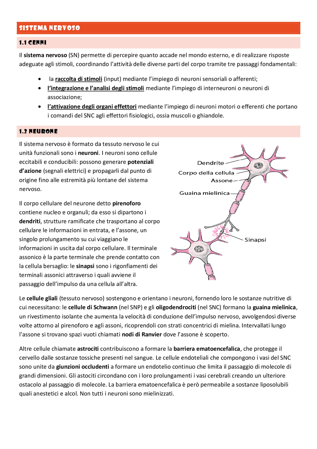 Appunti Sistema Nervoso Docsity