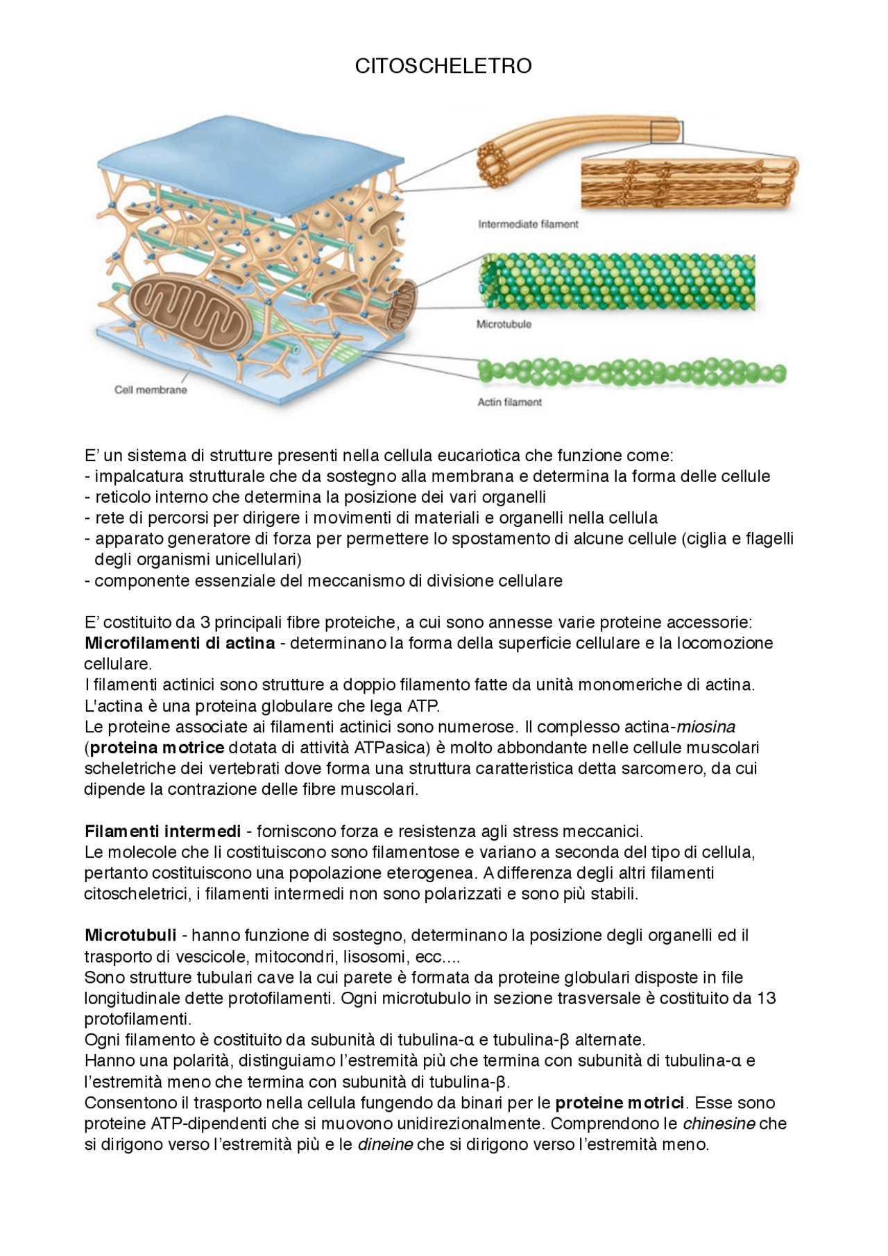 Il Citoscheletro Riassunto Breve Docsity