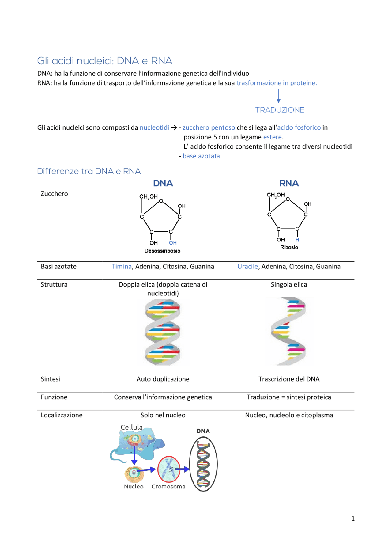 Gli Acidi Nucleici Dna Ed Rna Docsity