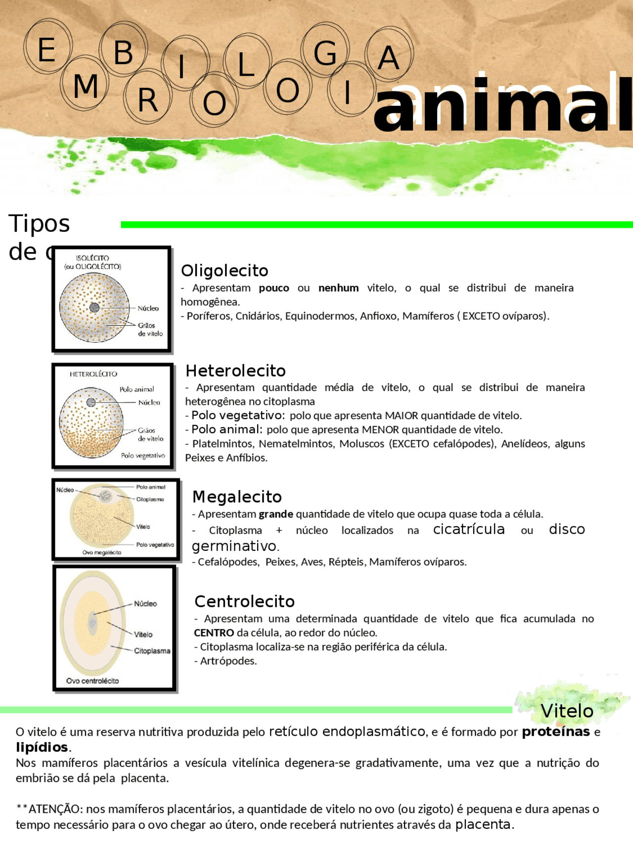 Embriologia animal e Desenvolvimento embrionário - Docsity